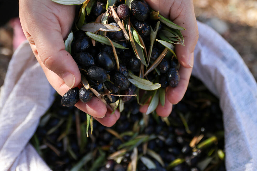 Defiant Lebanese harvest olives in the shadow of war