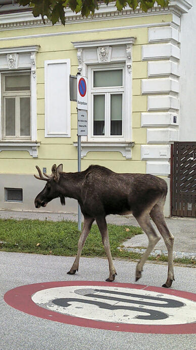The Bright Side: Emil the moose wins hearts in Austria after weeks on ...