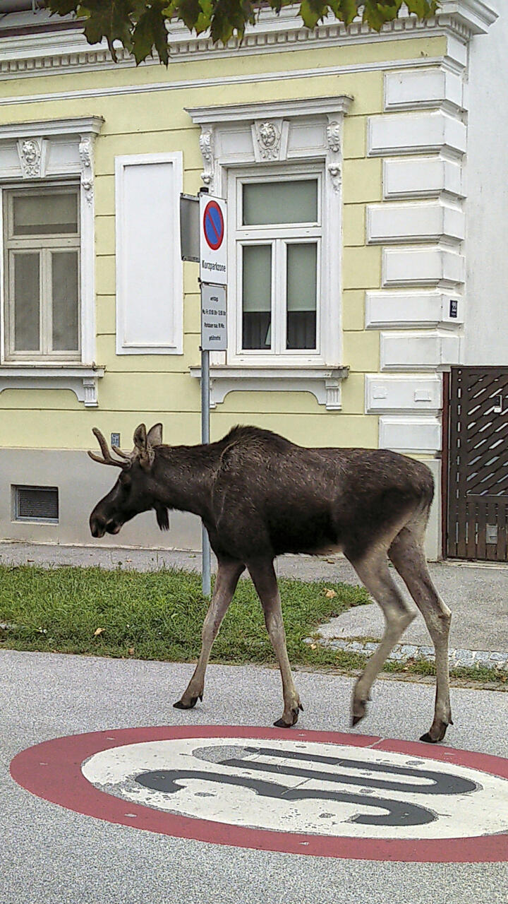 The Bright Side: Emil the moose wins hearts in Austria after weeks on ...