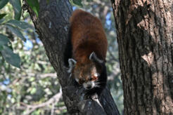 Nepal community efforts revive red panda population