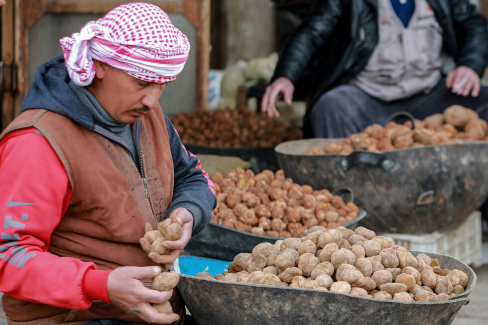 'Treat dipped in blood': Syrians risk their lives for truffles