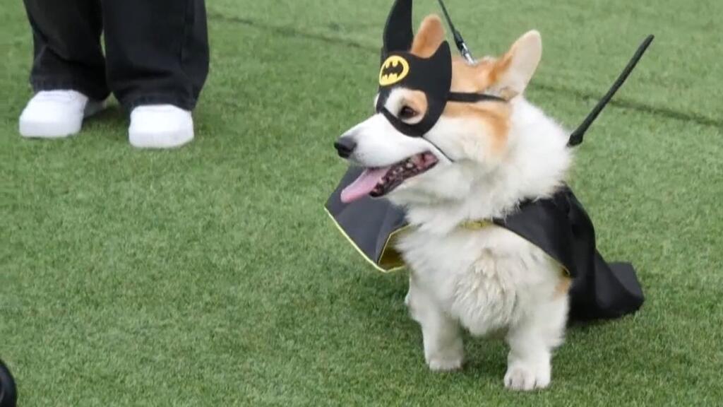 More than 100 teams compete in Lithuania's international Corgi race ...