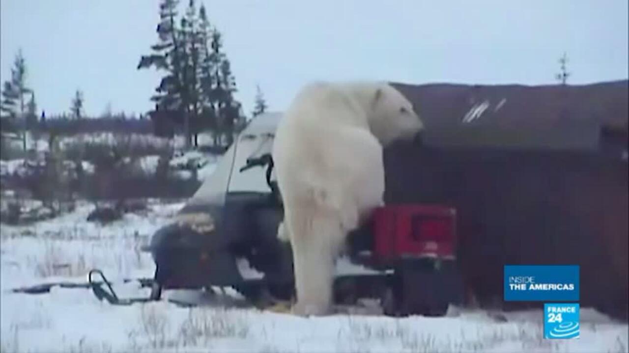 polar bear attack canada