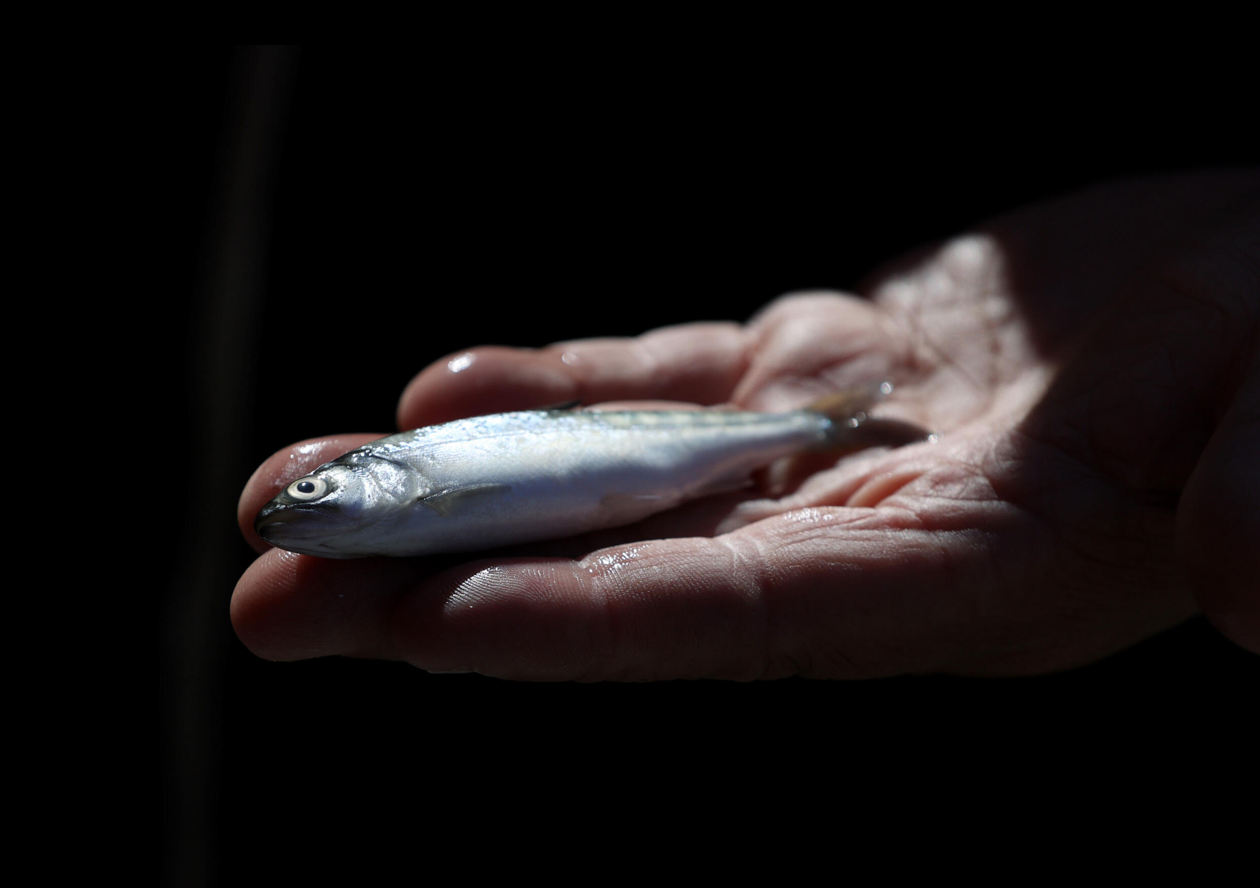 Drought scuppers salmon fishing season in California