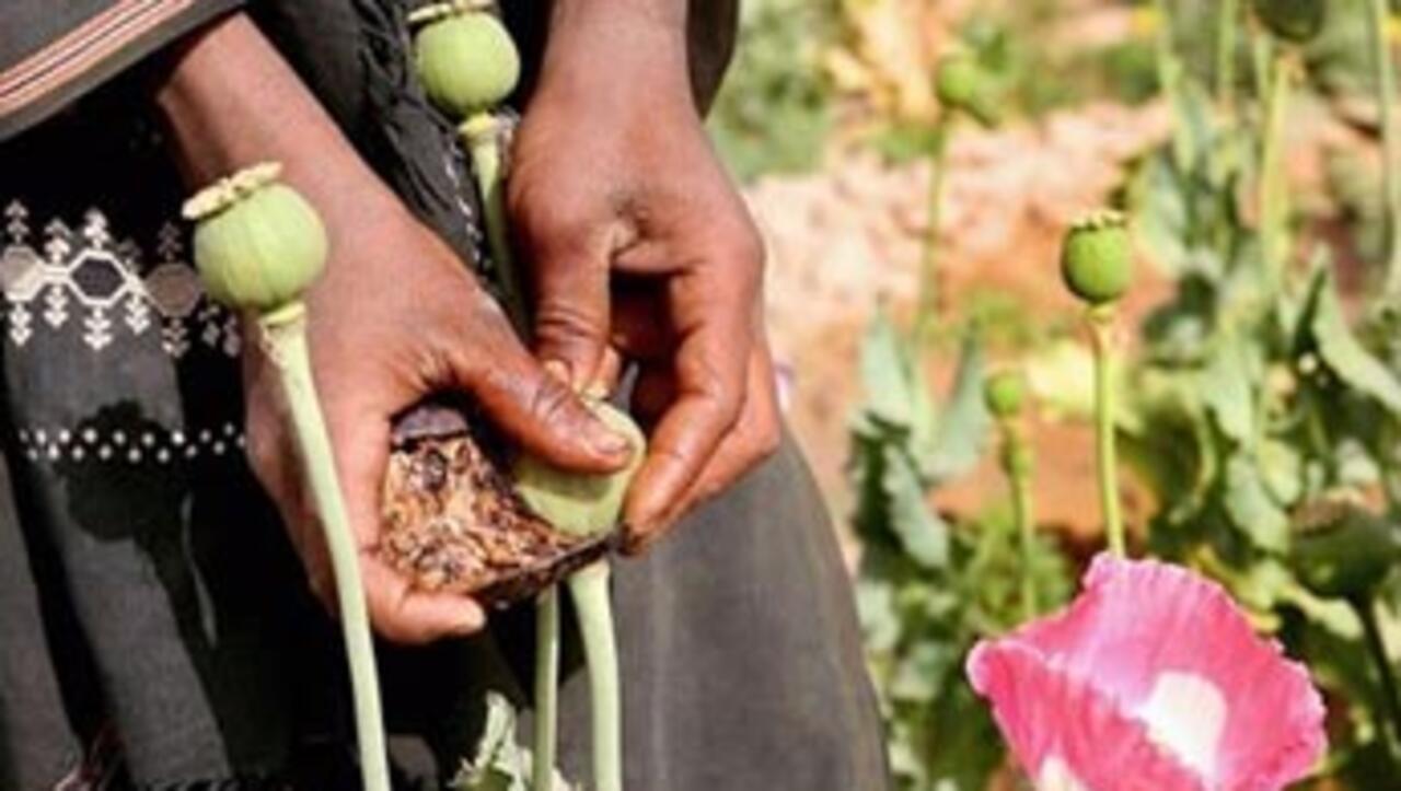 Cocaine, heroin production drop but ecstasy on the rise