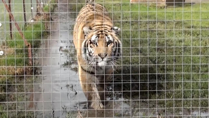 South Africa's boom in tiger farming 'contributing to species decline ...