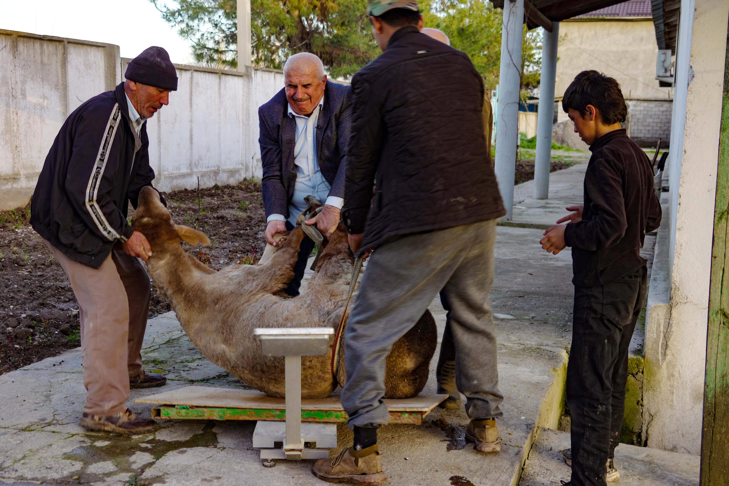 The giant sheep helping Tajikistan weather climate change