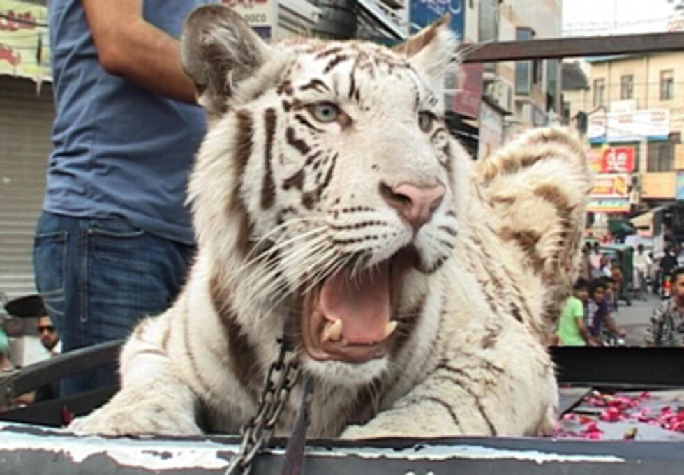 Nawaz Sharif: The old ‘lion’ of Pakistan roars back