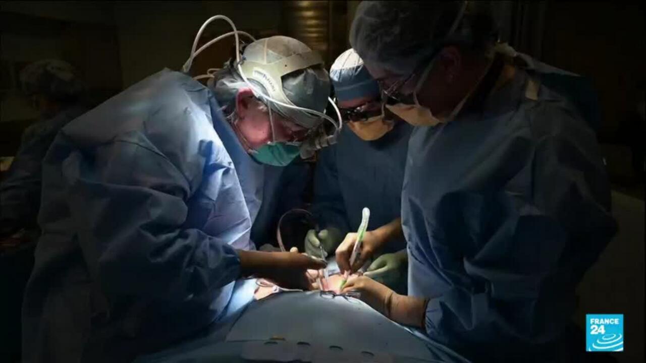 Un rein de porc greffé sur un humain, un succès et une première ...