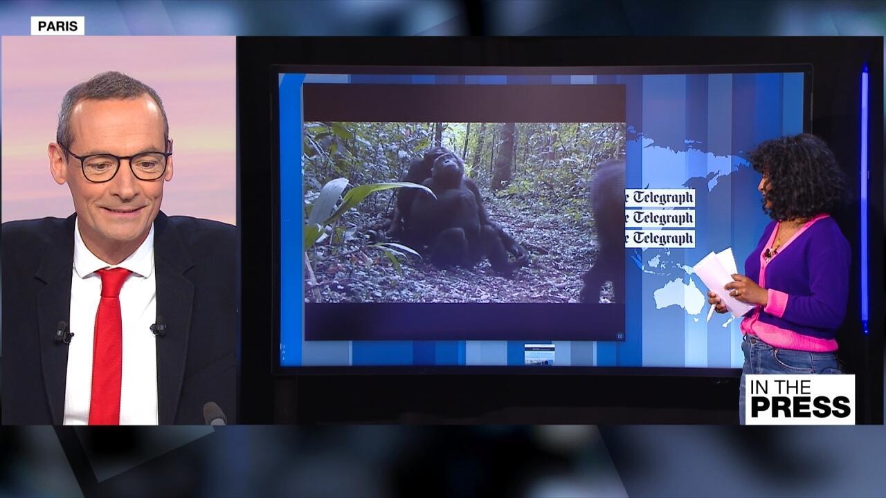 Do you speak chimp? New study shows we understand apes better than we ...