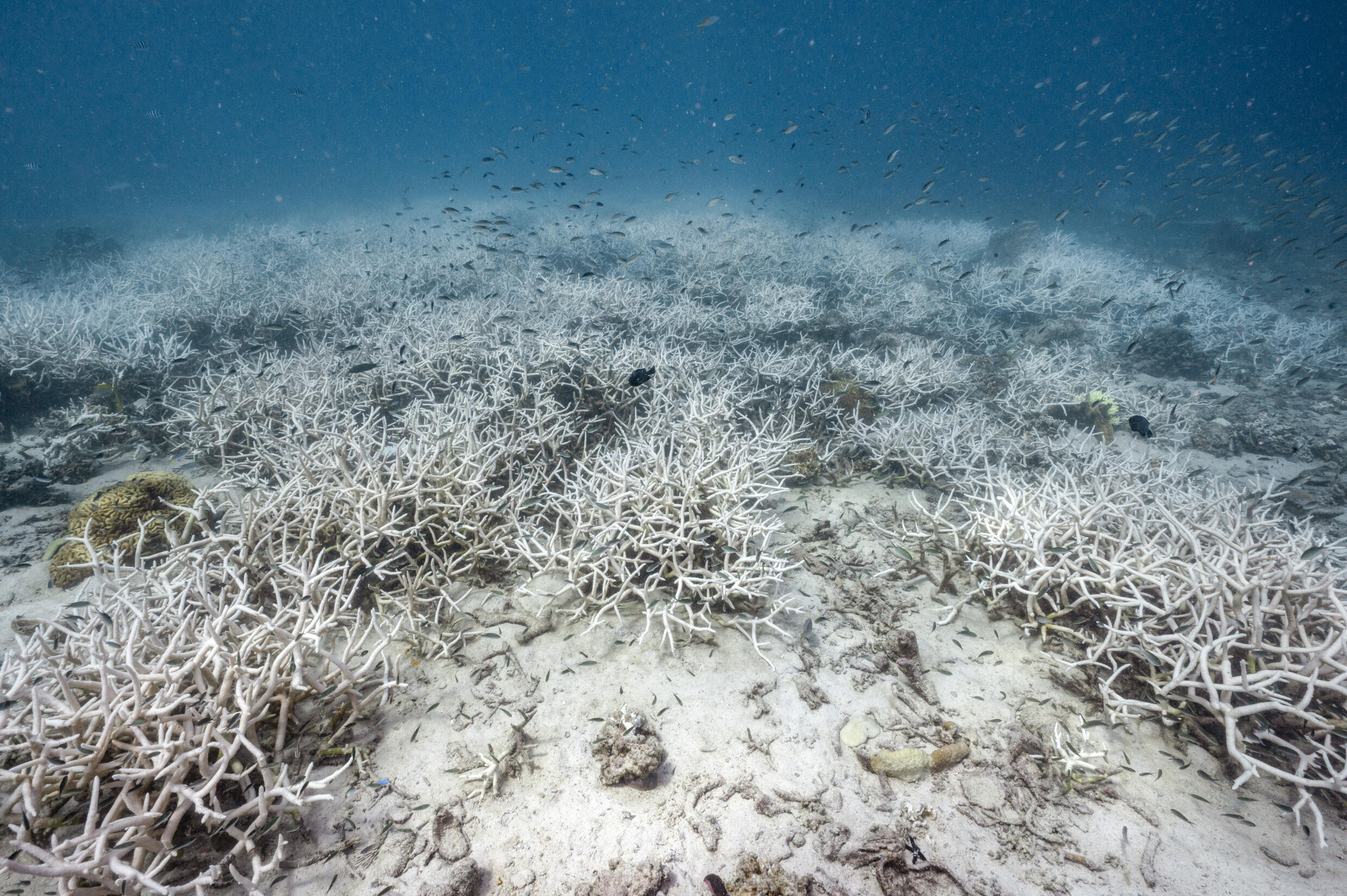 Divers turn conservationists as corals bleach worldwide