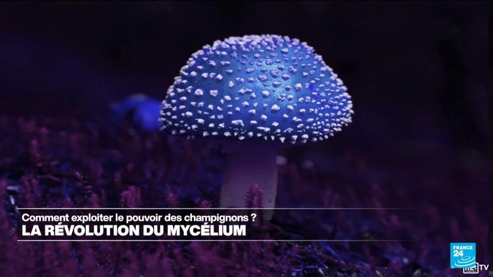 La révolution du mycélium : comment exploiter le pouvoir des ...