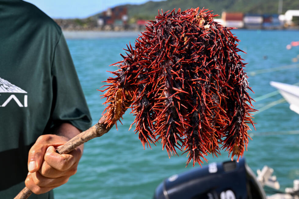 Cook Islands wages war on 'plague' of hungry starfish