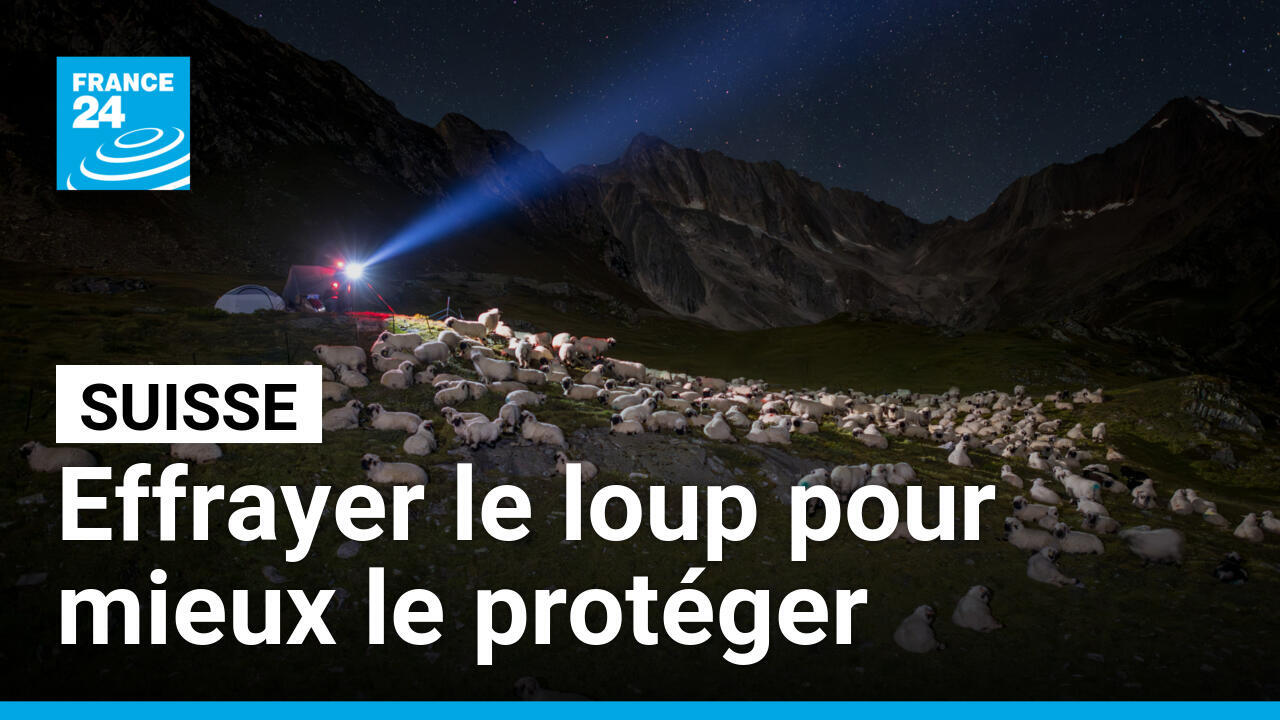 En Suisse, effrayer le loup pour mieux le protéger lui... et les ...