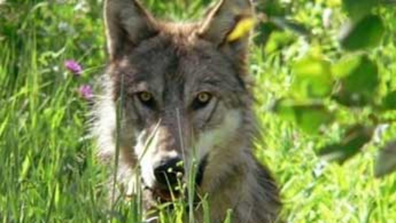 Wolf returns to central France