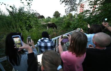 Loose moose told to Czech out of Austria