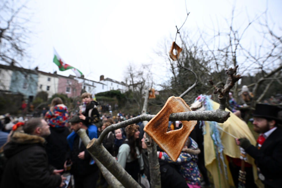 Tech weary Brits revive apple tree 'wassailing' tradition