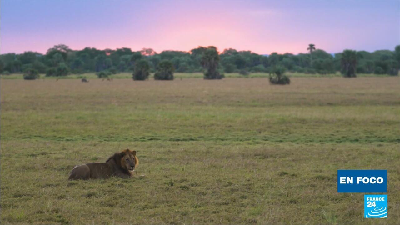 León Del Congo Palabras Clave Relacionadas