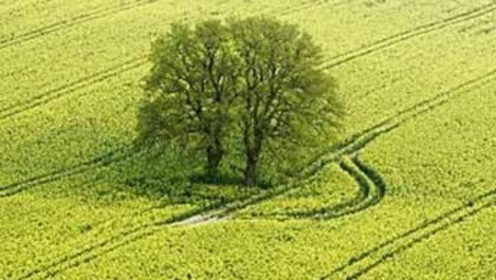 Des OGM interdits trouvés dans du colza en Belgique - France 24