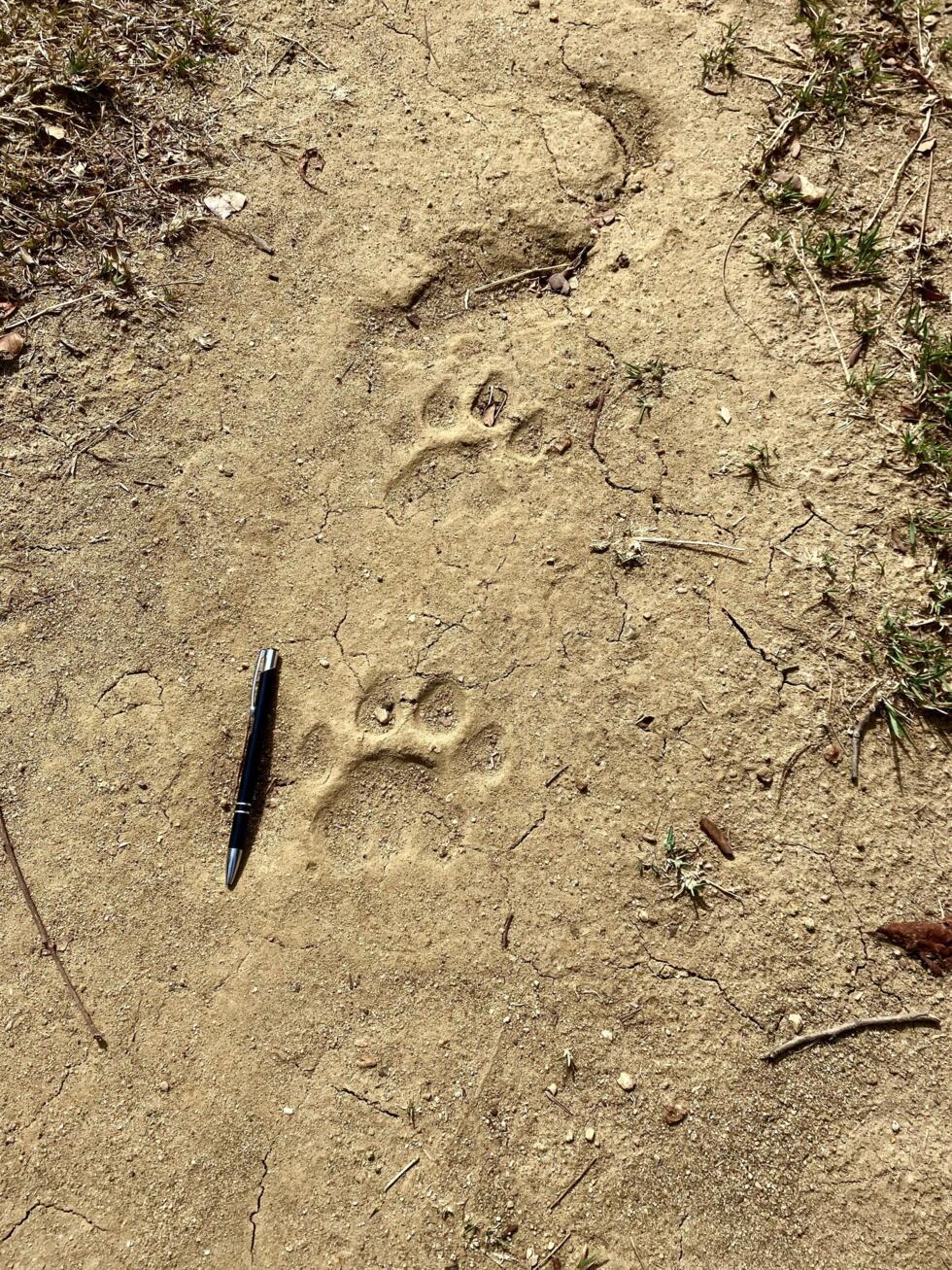 AI of the tiger: Tiny camera 'protects' predator -- and people