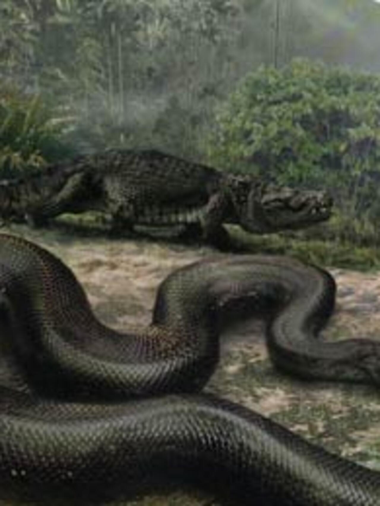 The Biggest Snake In The World Real