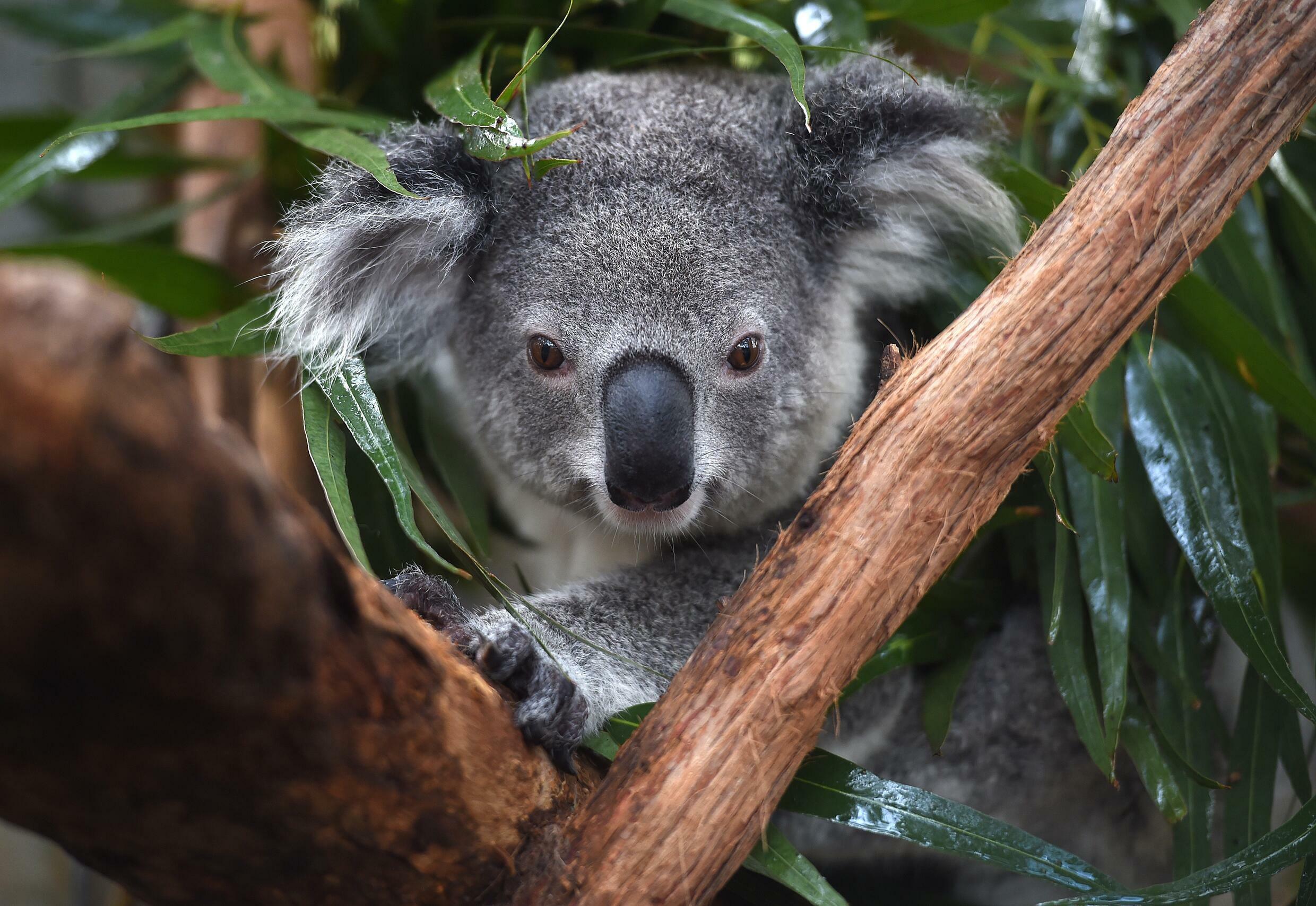 Australia officially labels koalas 'endangered' as numbers plummet
