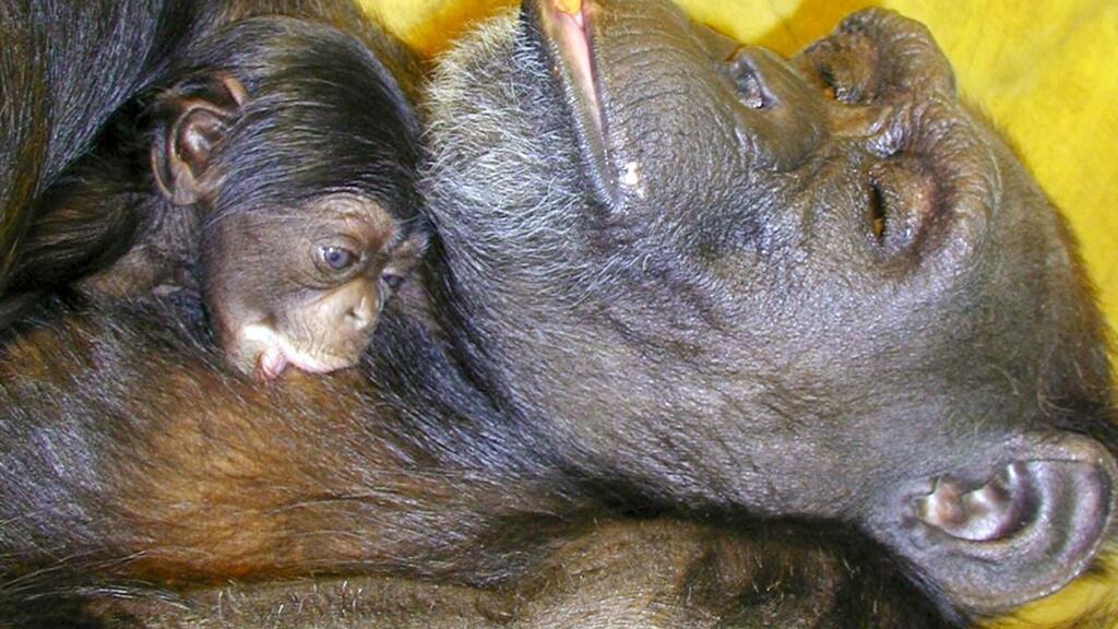 Muere a los 49 años Ai, la chimpancé que dominaba caracteres chinos y ...