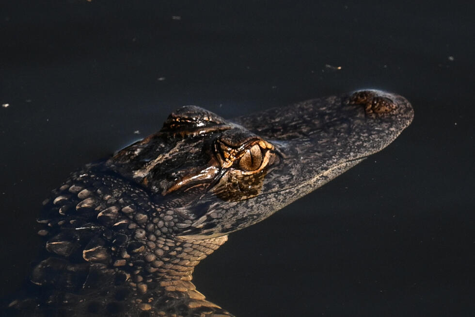 Severe drought strains wildlife and tourism in Florida's Everglades