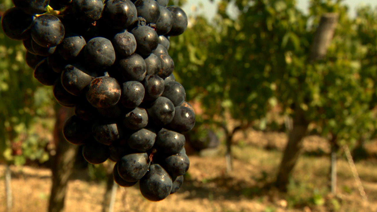 The grape harvest in France's Loire Valley - You are here