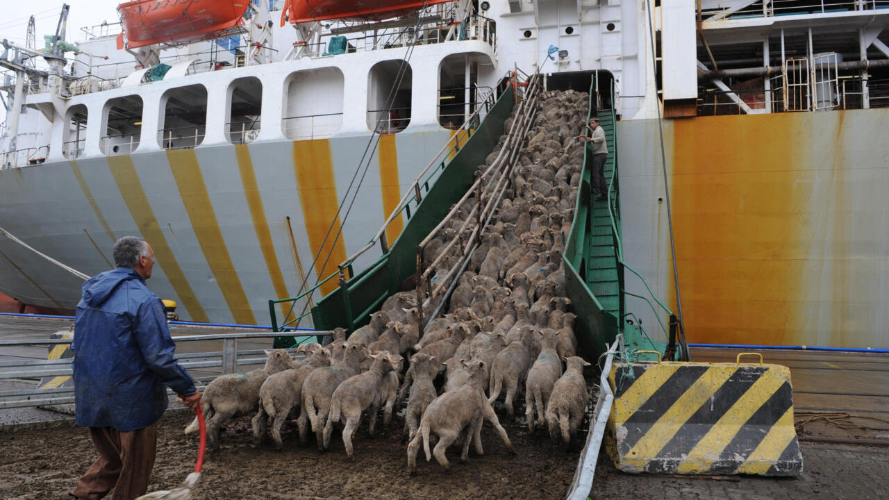 Sheep on ships: Suez jam spotlights livestock sea transport - France 24