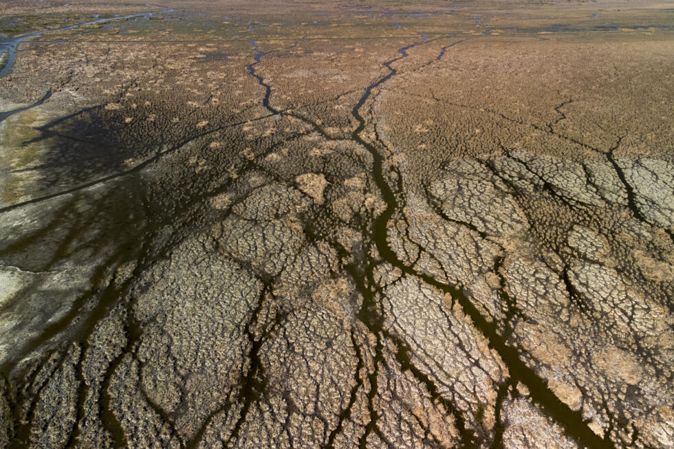 Iraq's marshes are dying, and a civilisation with them
