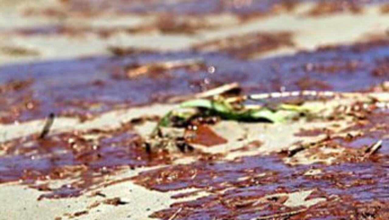 Loop Current pulls BP oil spill towards Florida and Cuba