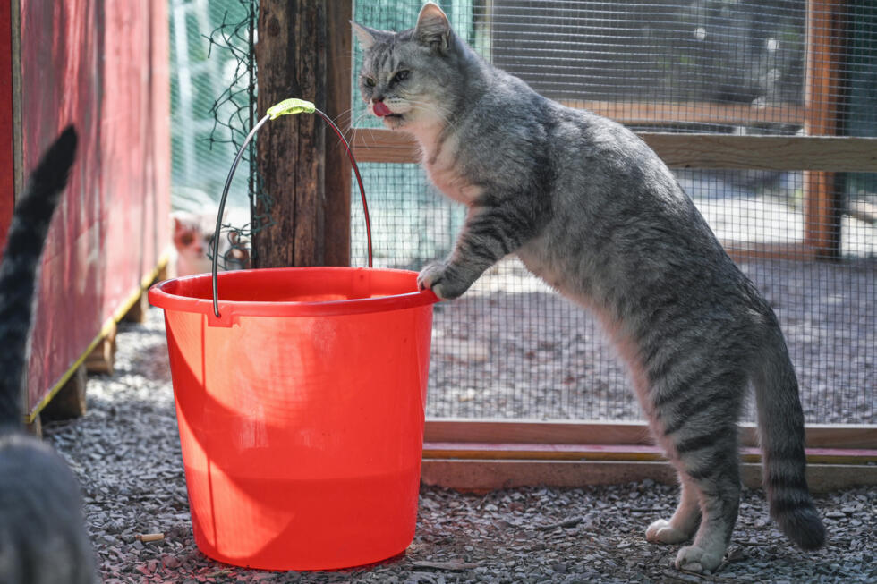 China's animal lovers fight illegal cat meat trade