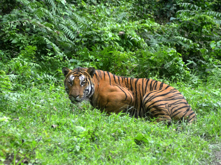 India's tigers climb high as climate, human pressure rises