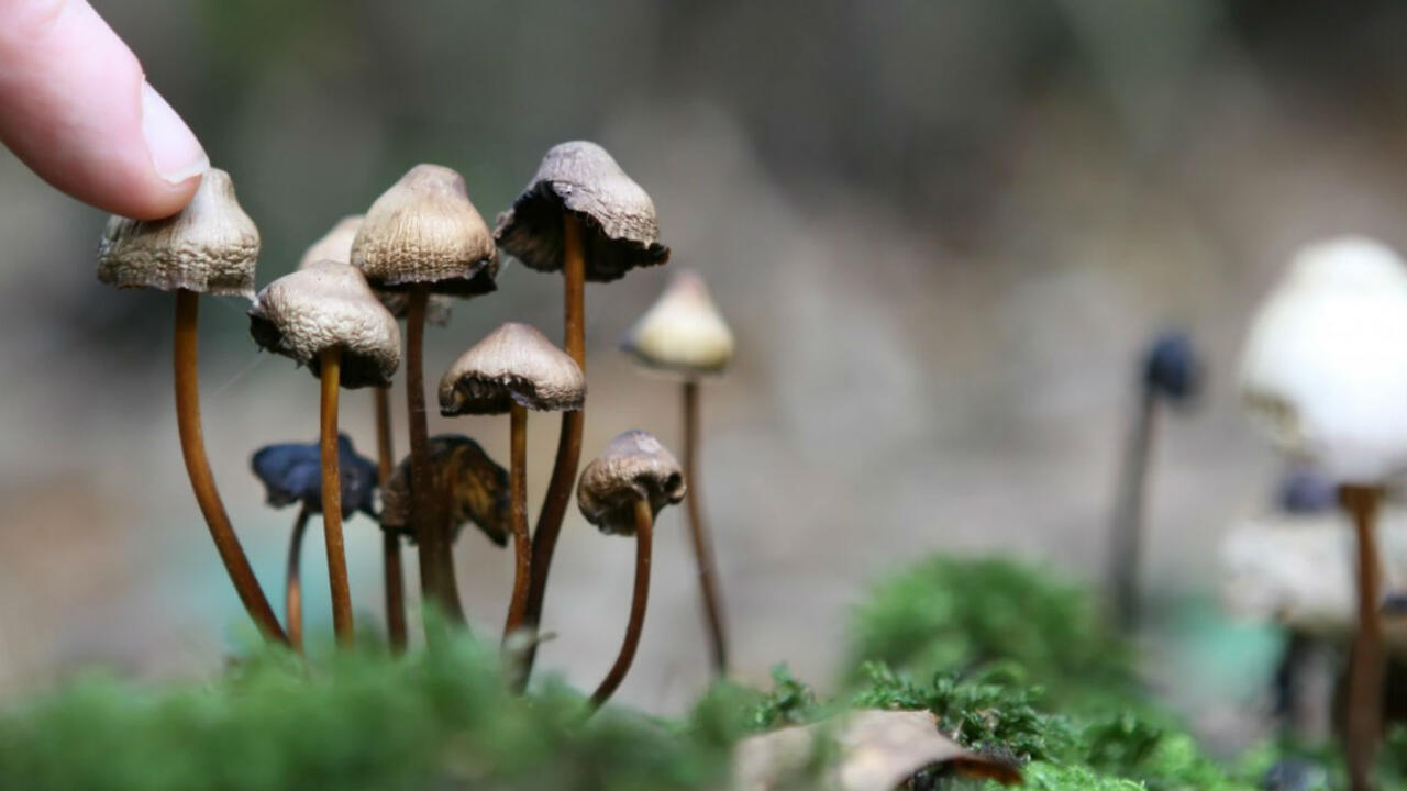 Pourquoi les champignons hallucinogènes sont-ils devenus "magiques"