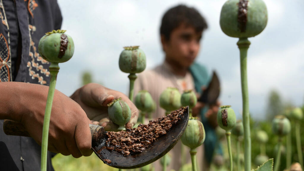 Global opium and cocaine production at record highs, UN report says