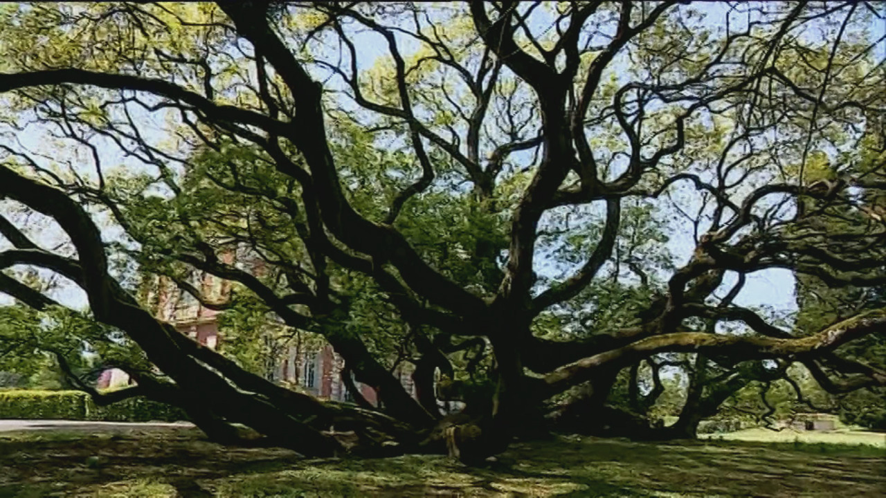 The virtues of France's most remarkable trees - You are here