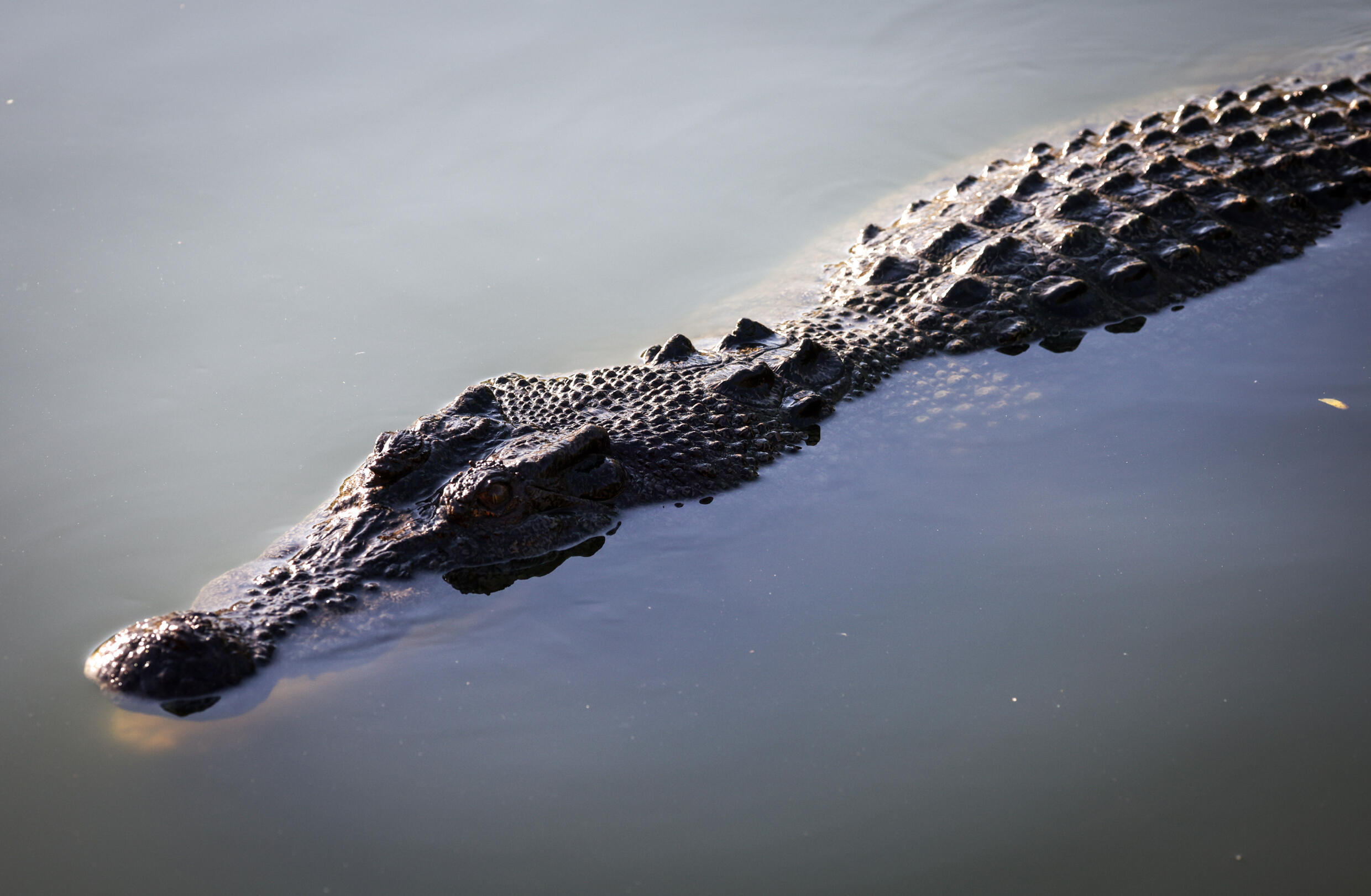 From edge of extinction to Australia's croc 'paradise'