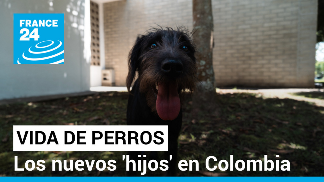 El exótico privilegio de ser perro en Colombia - En Foco