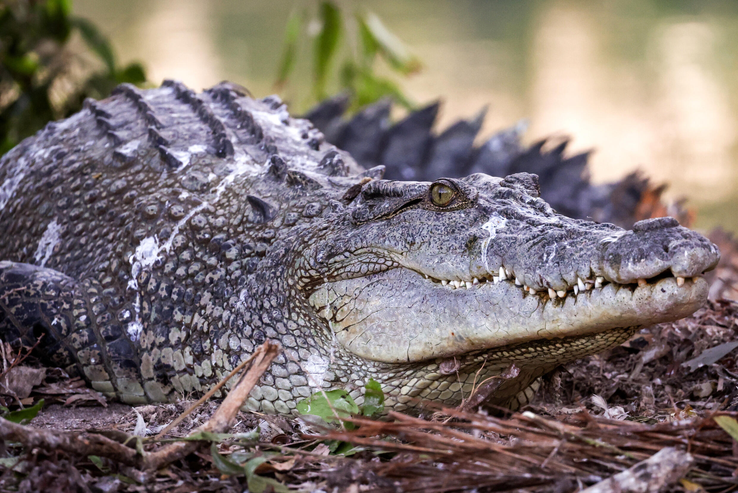 From edge of extinction to Australia's croc 'paradise'