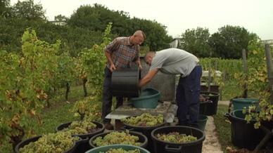 The story behind the largest vineyard in the Paris region - France in focus