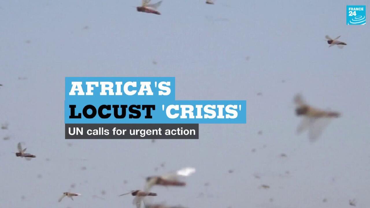 Africa’s locust ‘crisis’: UN calls for urgent action
