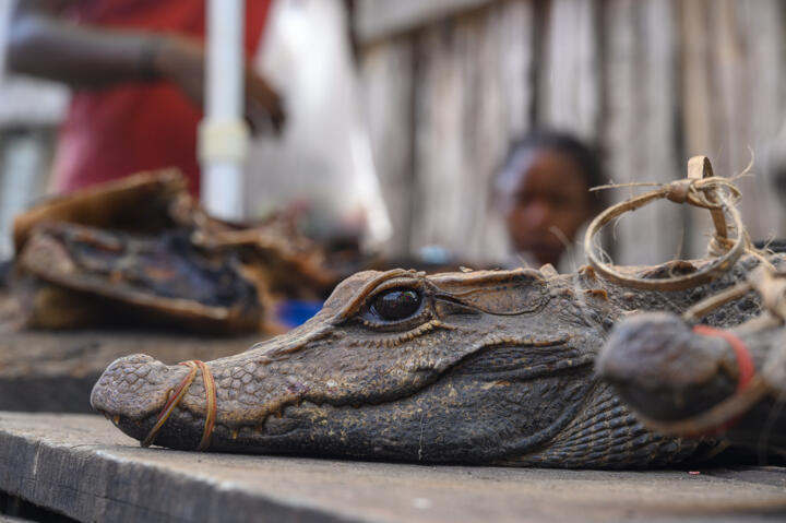 Crocodile hunting wanes but legends live on in DR Congo