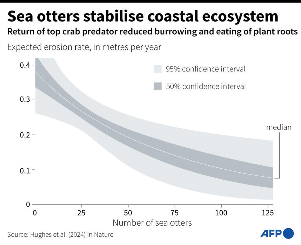 Return of hungry sea otters protects key coastal ecosystem: study