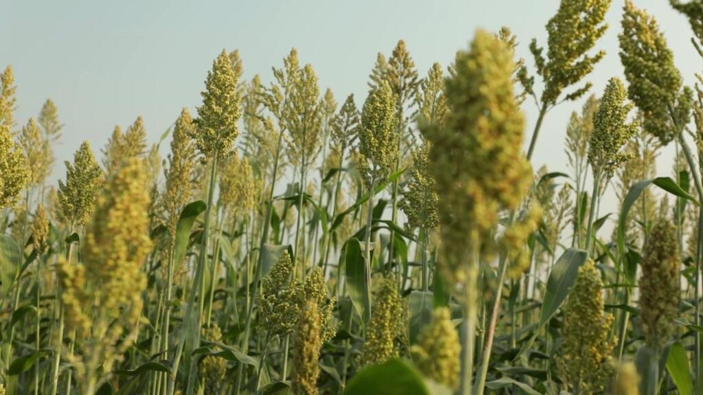 Faced with climate change, India is leading a resurgence in millet ...