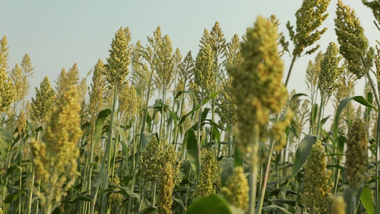 Faced with climate change, India is leading a resurgence in millet ...