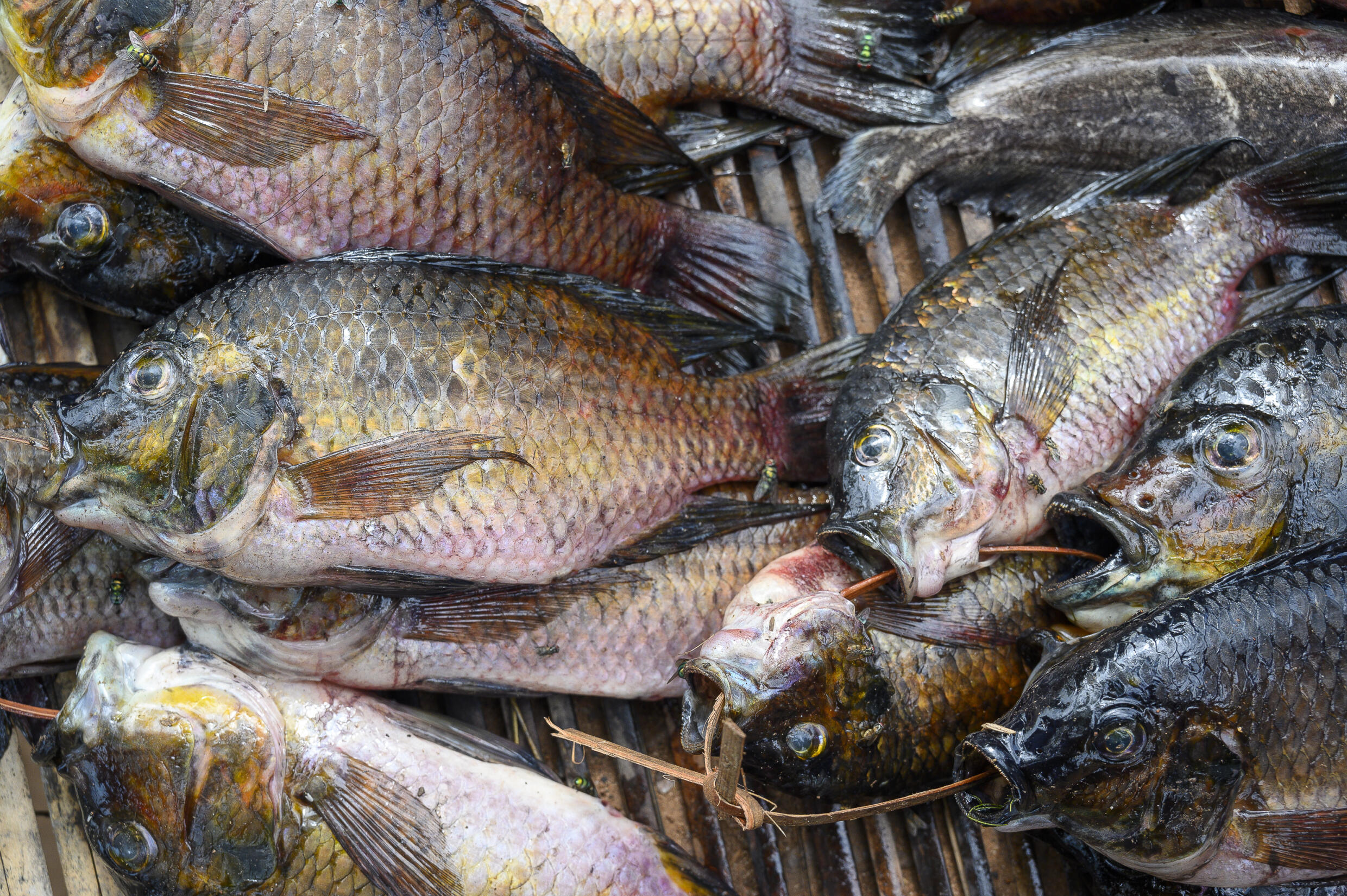 Crocodile hunting wanes but legends live on in DR Congo