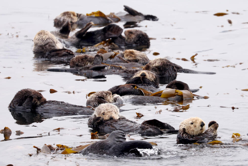 Return of hungry sea otters protects key coastal ecosystem: study