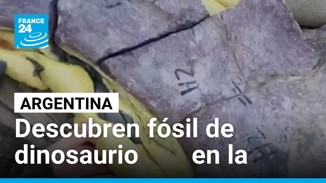 Descubren fósiles de especie gigantesca de dinosaurio en la Patagonia ...