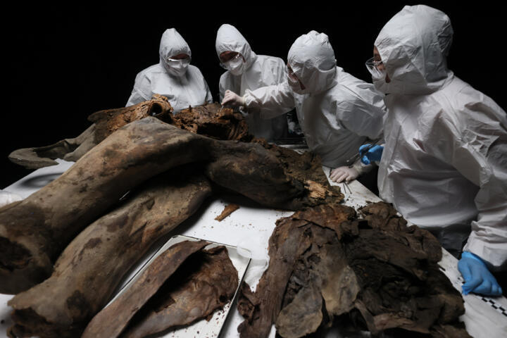Yana, a 130,000-year-old baby mammoth, goes under the scalpel
